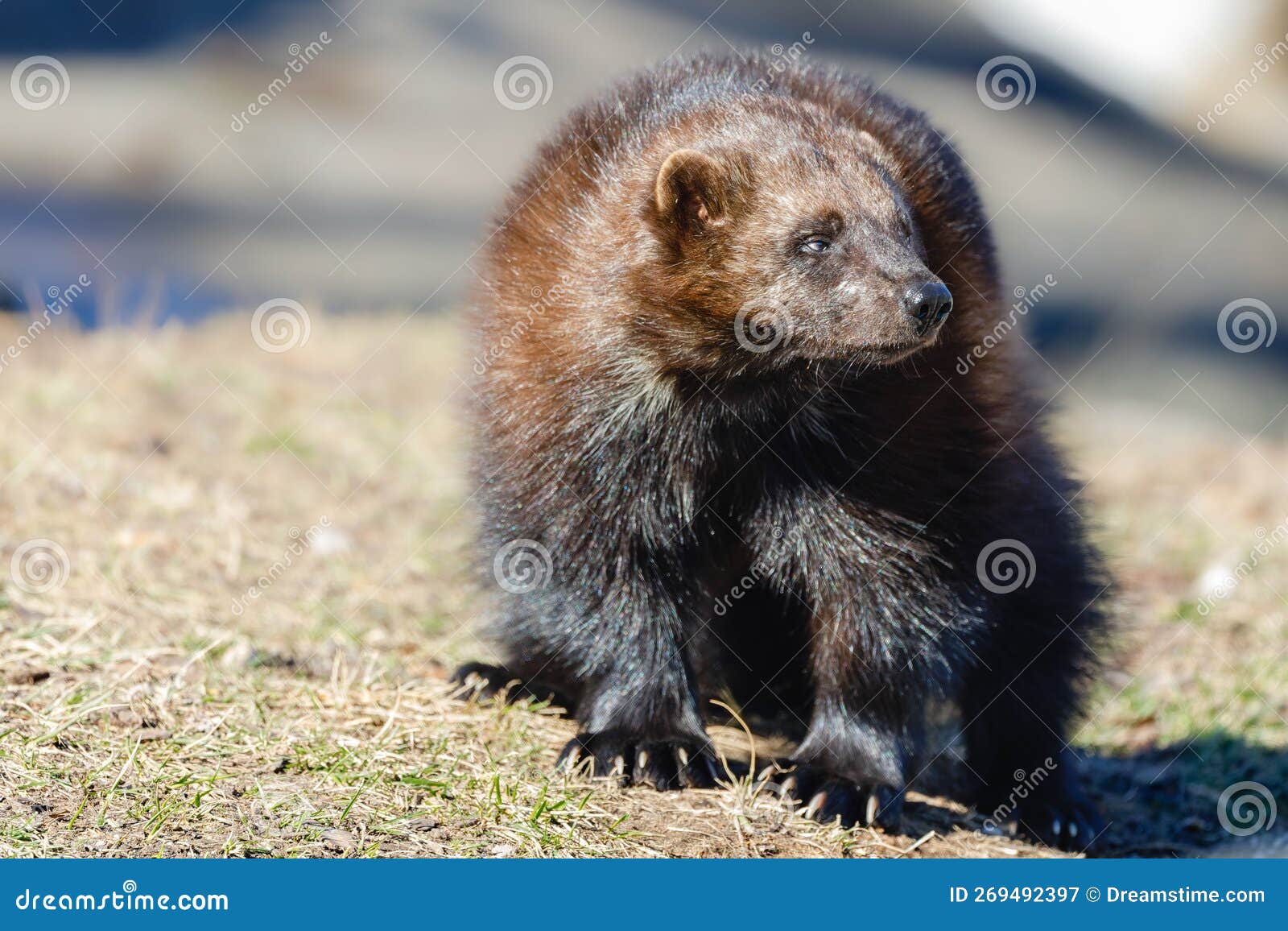 Closeup Shot of a Small Cute Wolverine on a Field Stock Image - Image ...