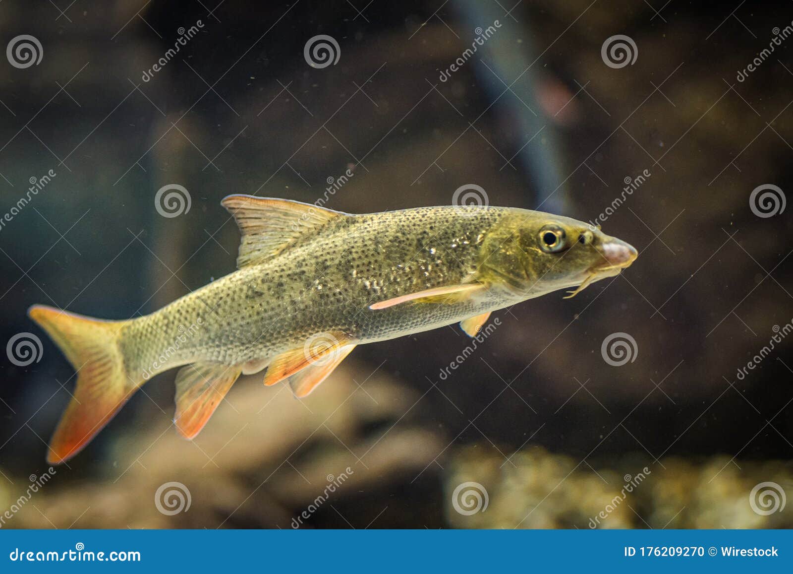 Closeup Shot of a Small Fish Underwater Stock Photo - Image of small ...