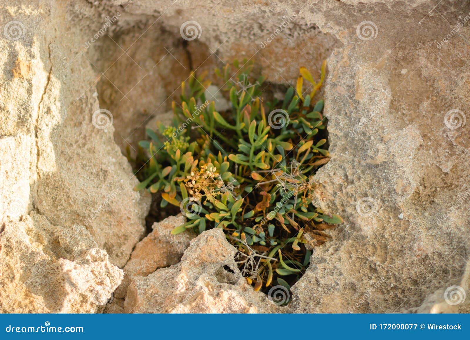 Closeup Shot of a Small Green Bush Growing in the Middle of Cliffs ...