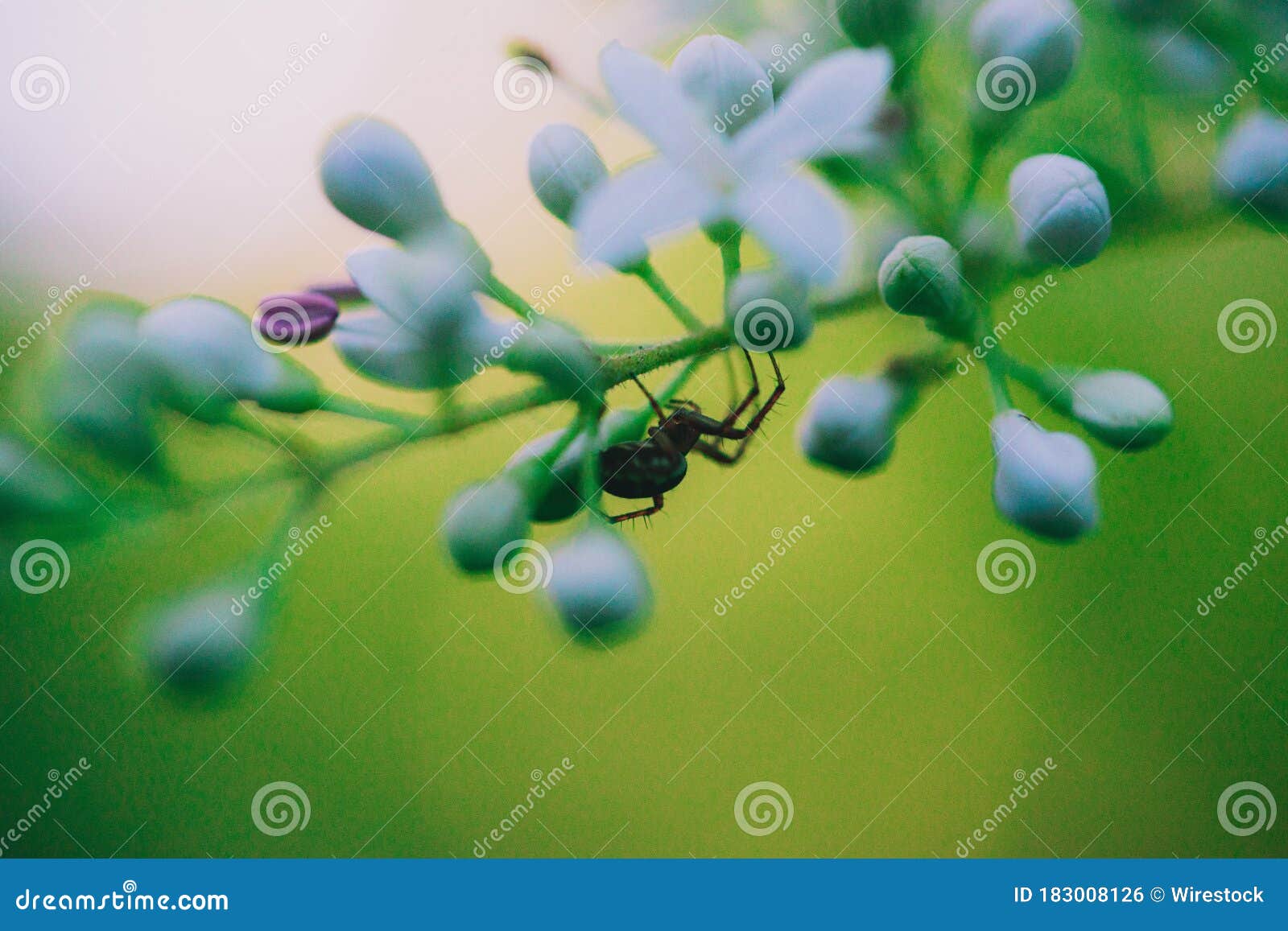 Closeup Shot of Small Insect on a Tree Branch Stock Photo - Image of ...
