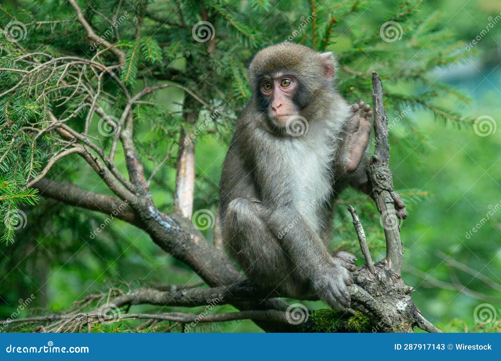 Closeup Shot of a Small Macaque Monkey on a Tree Branch Stock Image ...