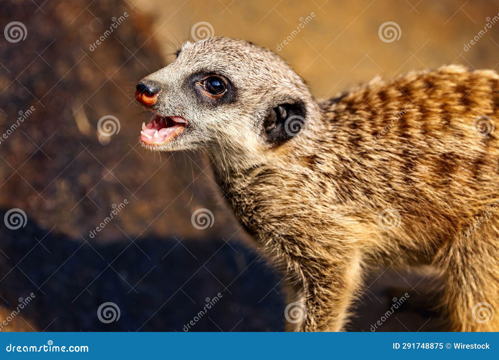 Closeup Shot of a Small Meerkat with Its Mouth Open. Stock Image ...