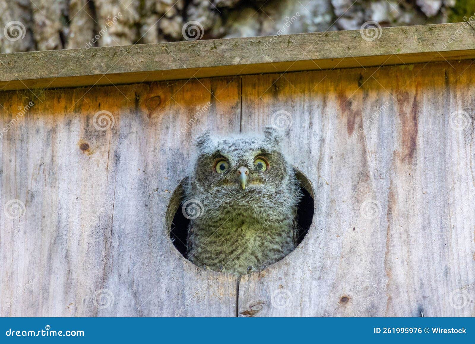 Closeup Shot of a Small Screech Owl Looking Out of the Nest Box Stock ...