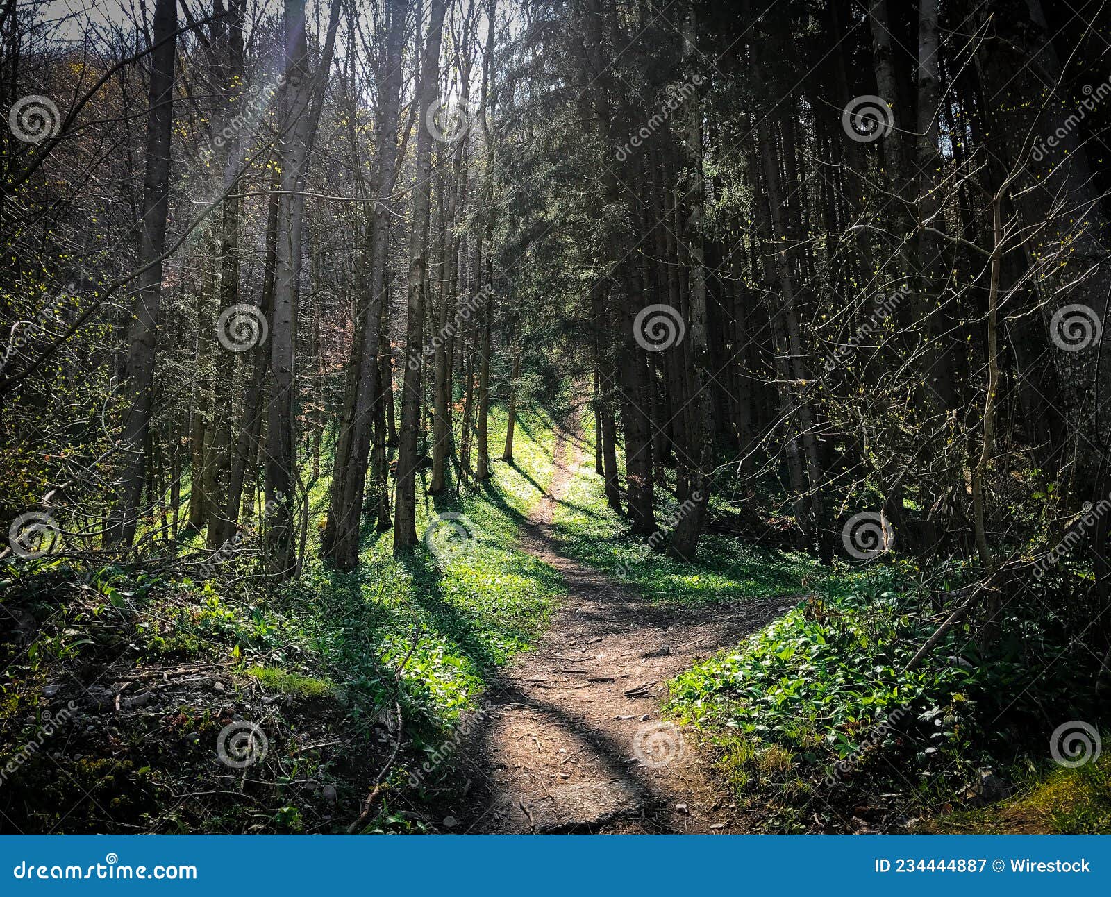 Closeup Shot of a Small Trail through the Trees Stock Image - Image of ...