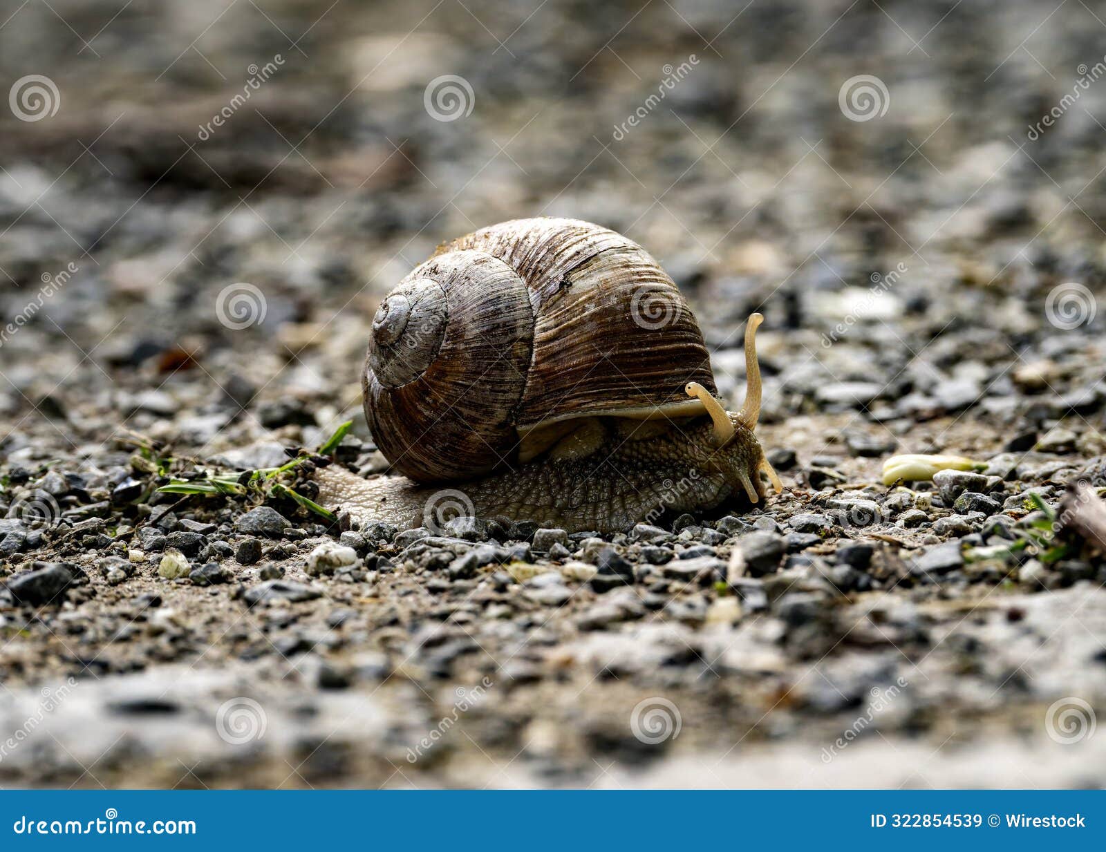 Closeup Shot of a Snail Slowly Moving on the Ground Stock Image - Image ...