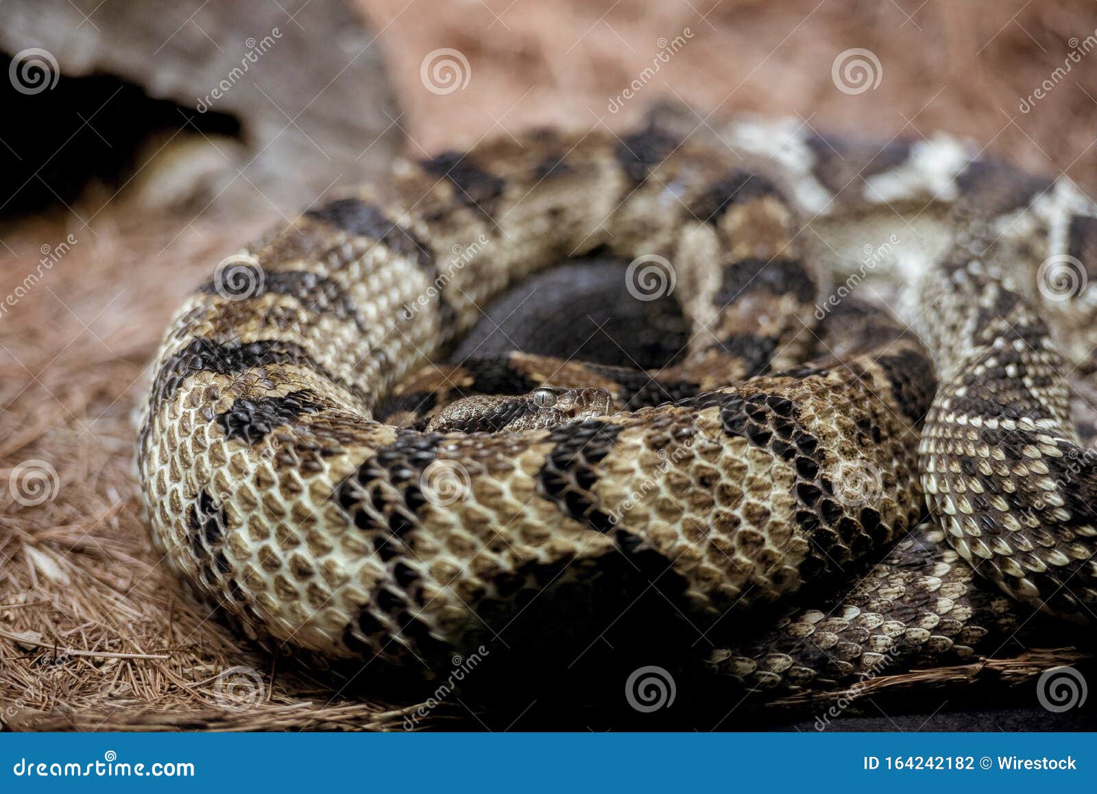 Closeup Shot of a Snake Looking at the Camera with a Blurred Background ...