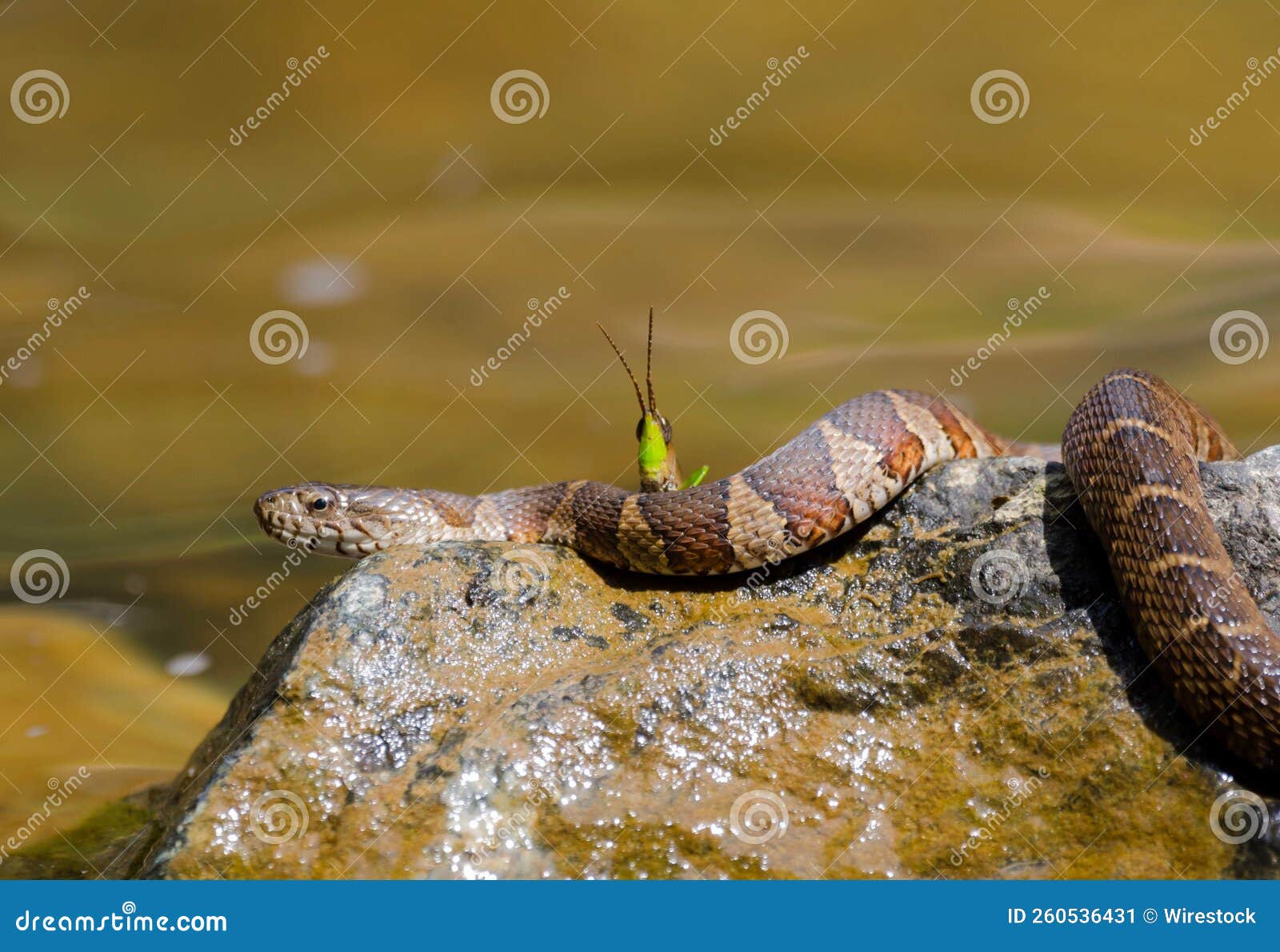 Closeup Shot of the Snake on the Rock Stock Image - Image of skin ...