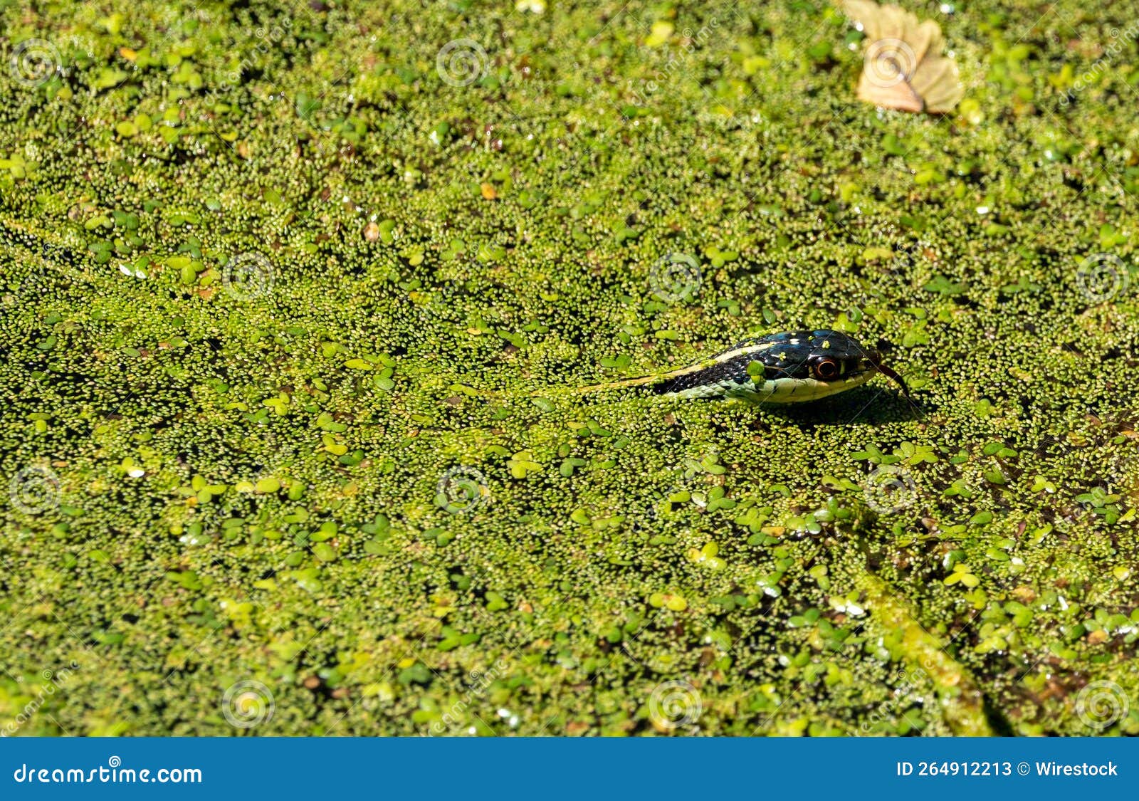 Closeup Shot of a Snake Slithering through the Algae in a Preserve ...
