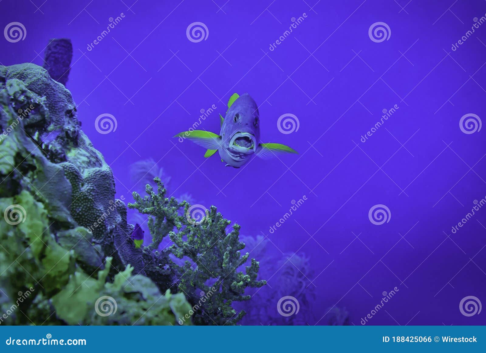Closeup Shot of a Snapper Fish Showing Teeth Stock Photo - Image of ...