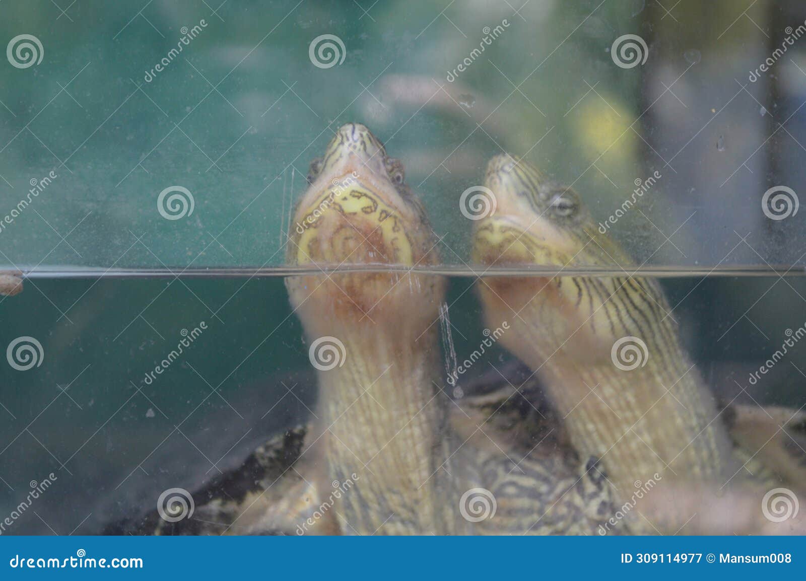 Closeup Shot of a Snapping Turtle with Open Eyes Stock Image - Image of ...