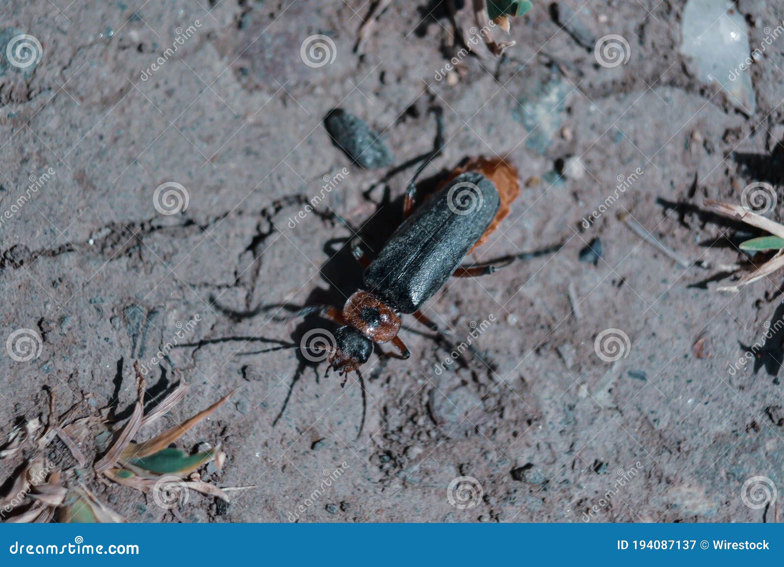 Closeup Shot of the Soldier Beetles Insect on the Ground Stock Image ...