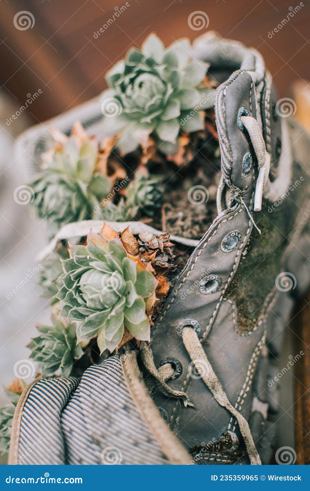 Closeup Shot of Some Plants Growing in a Boot Stock Image - Image of ...