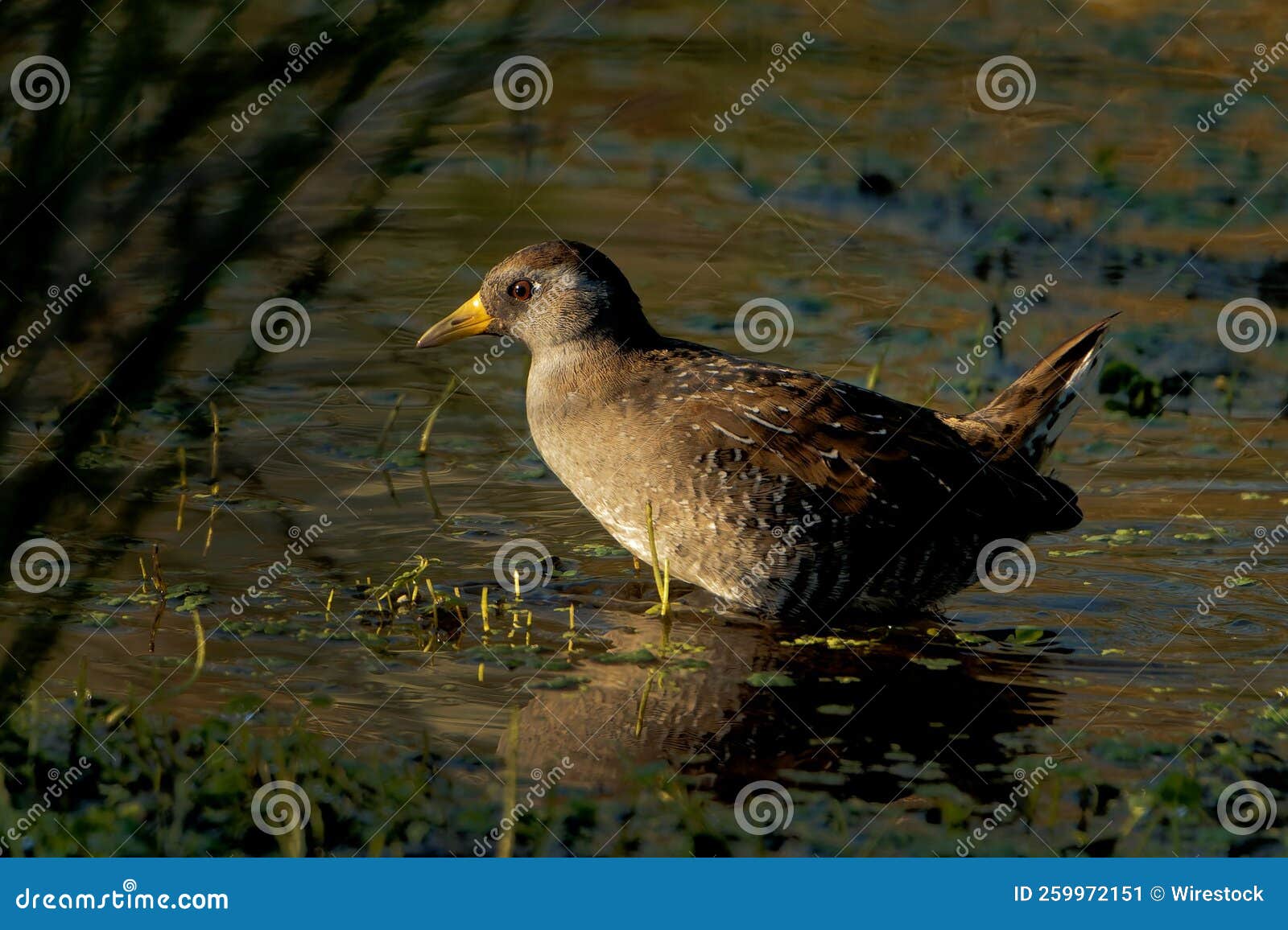 Closeup Shot of a Sora Bird in a Green Water Stock Image - Image of ...