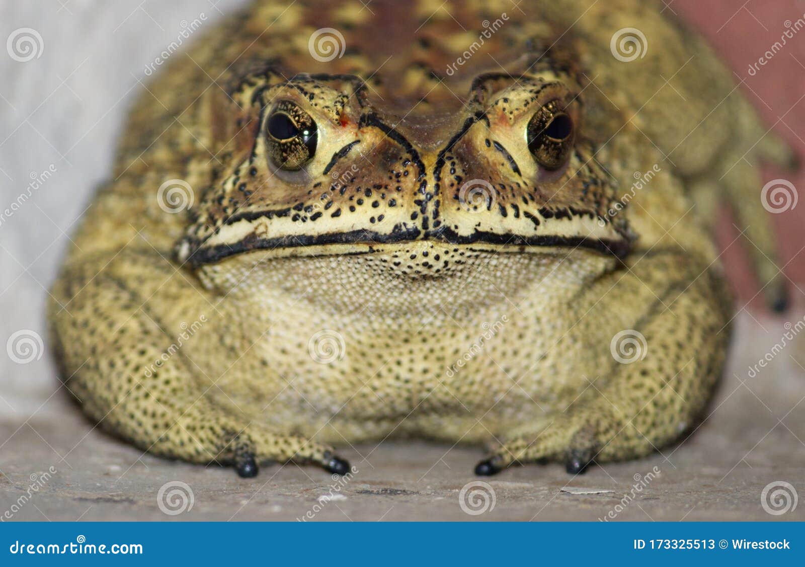 Closeup Shot of a Spadefoot Frog Looking at the Camera Stock Image ...