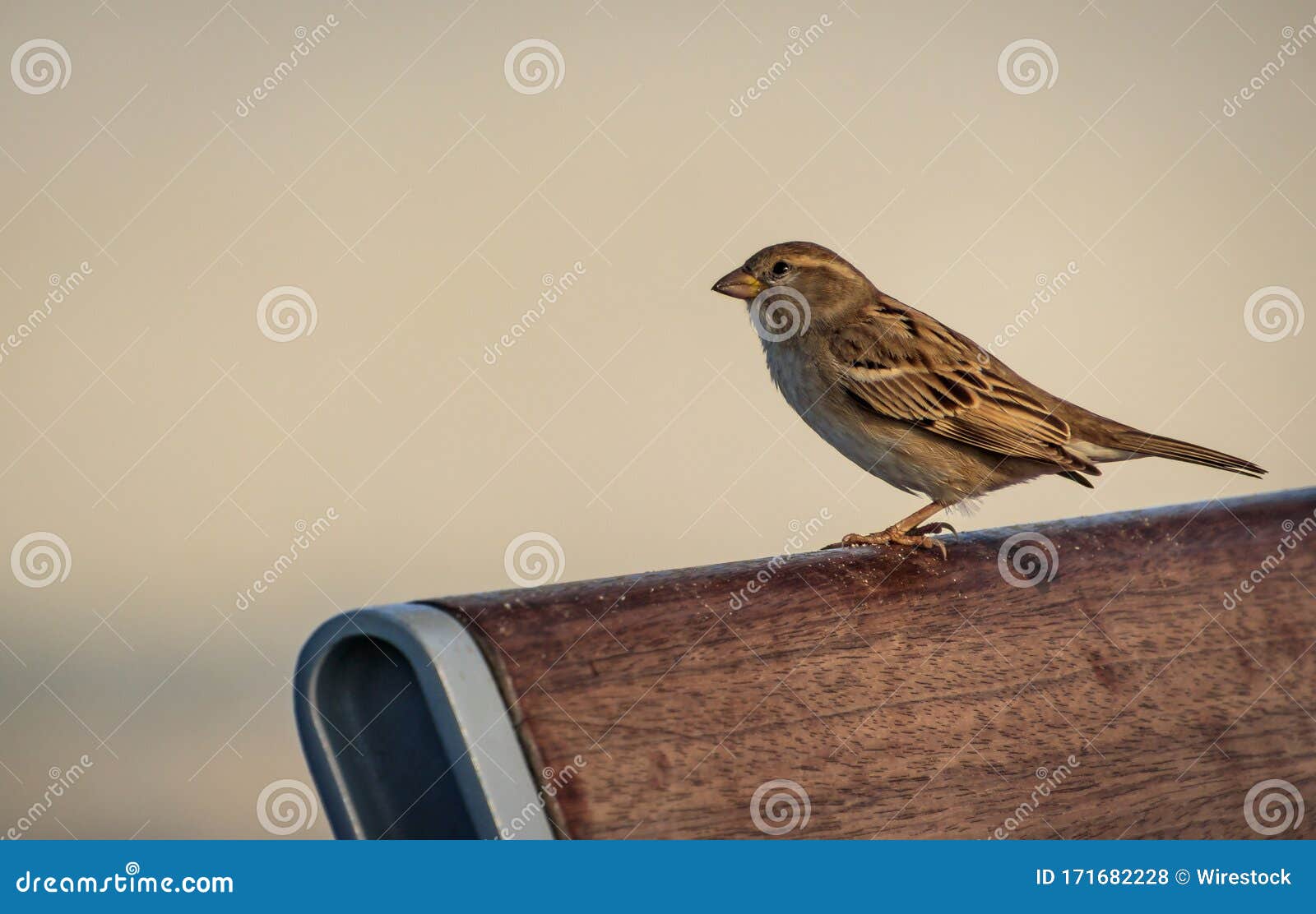 Closeup Shot of a Sparrow Sitting on the Back of a Bench with Beige ...
