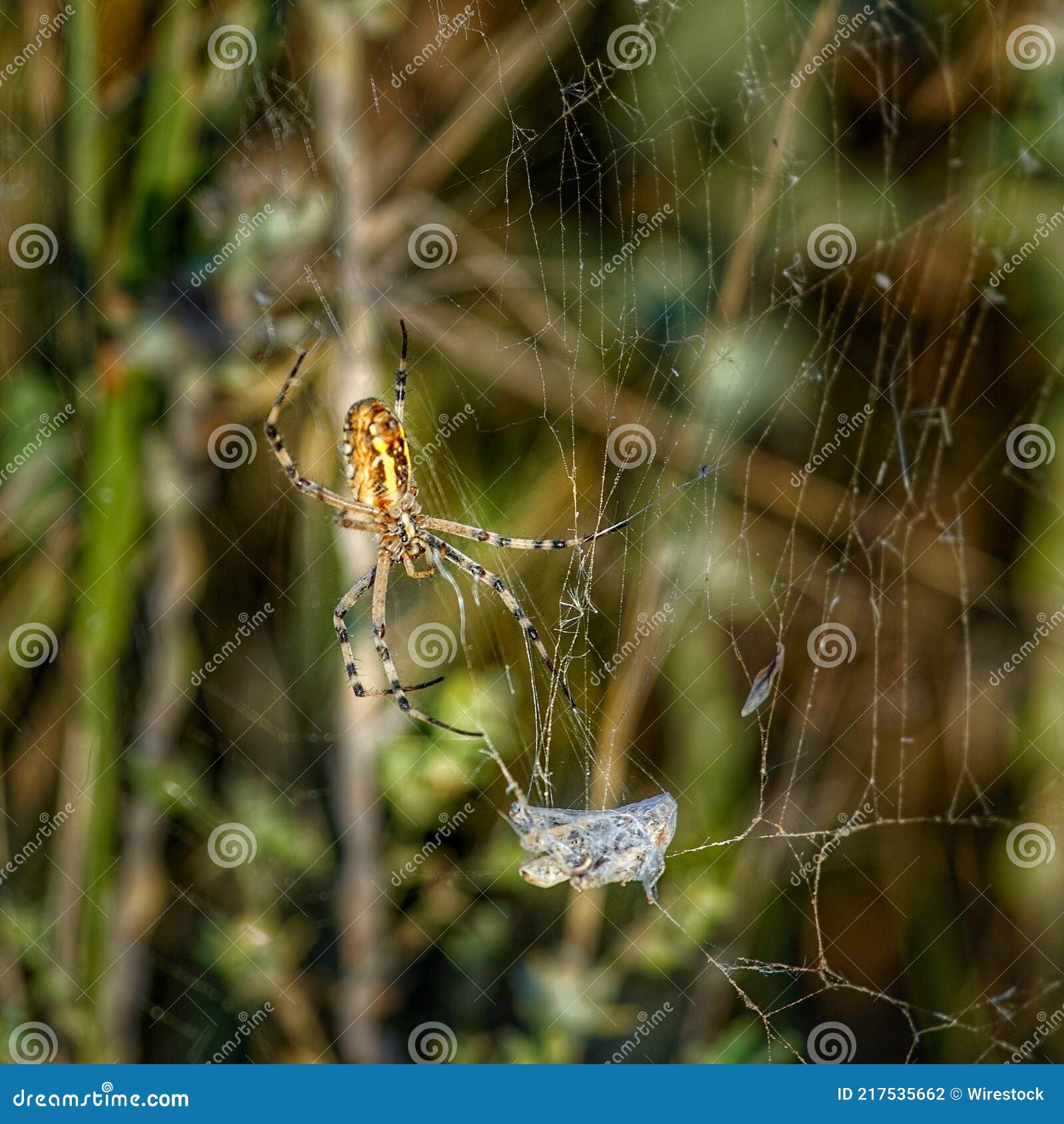 Closeup Shot of a Spider on a Cobweb Stock Photo - Image of cobweb ...