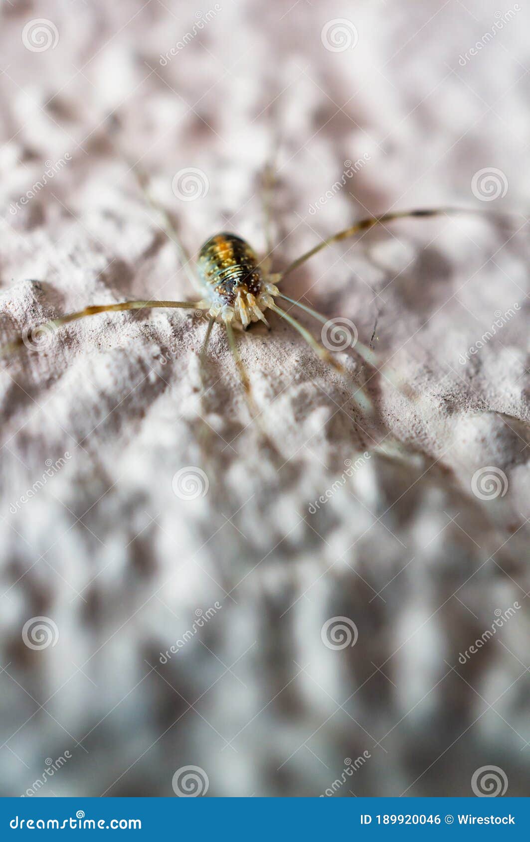 Closeup Shot of a Spider on a Concrete Surface Stock Photo - Image of ...