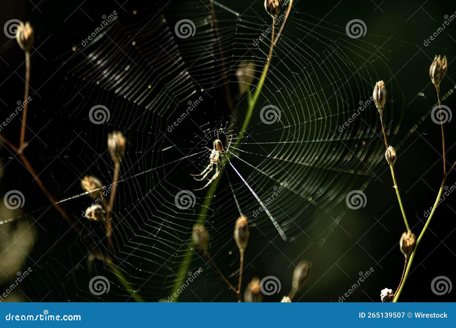 Closeup Shot of a Spider Making Web Stock Image - Image of network ...