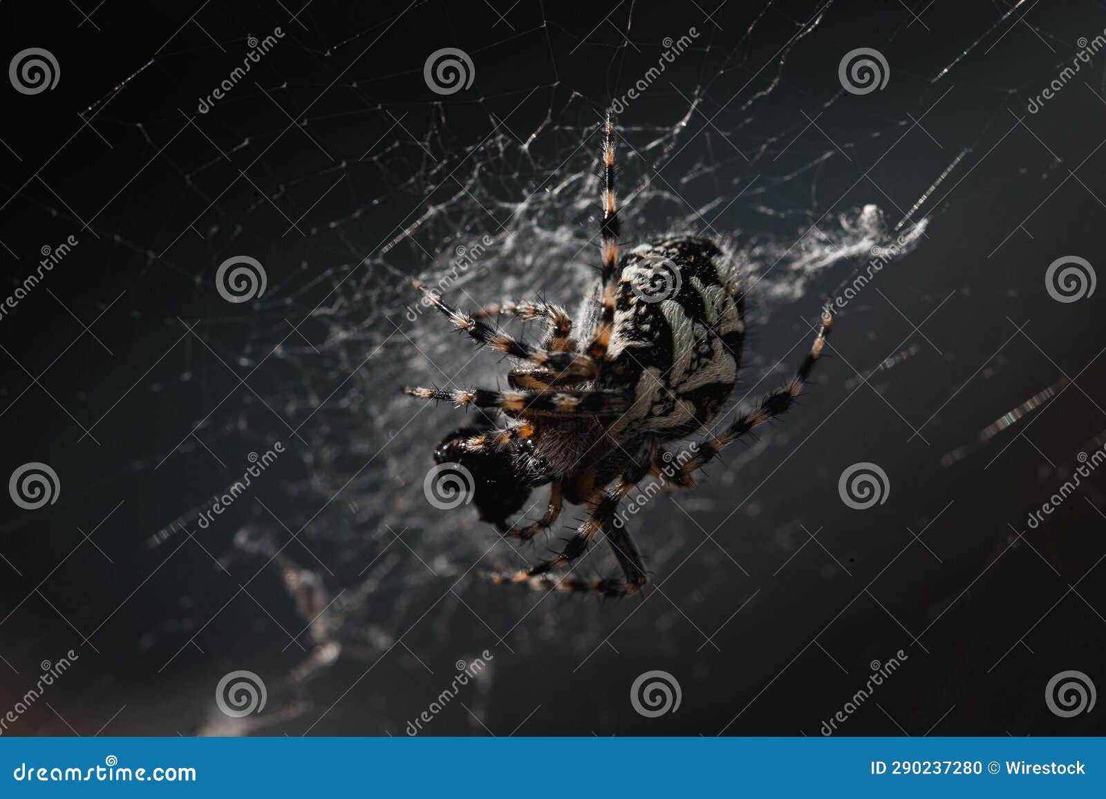 Closeup Shot of a Spider Perched on Its Web. Stock Photo - Image of ...