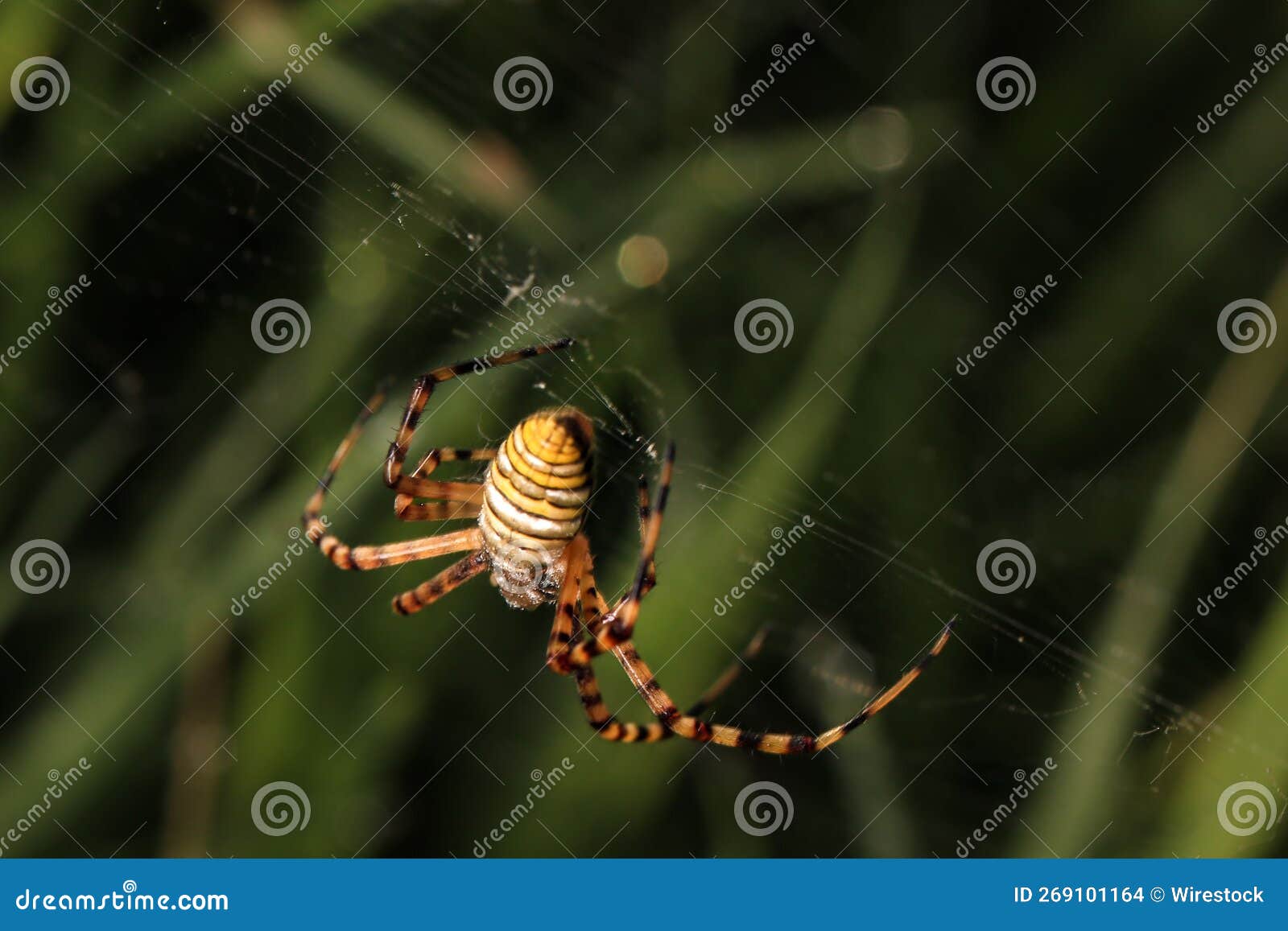 Closeup Shot of a Spider Spinning Its Cobweb Stock Photo - Image of ...