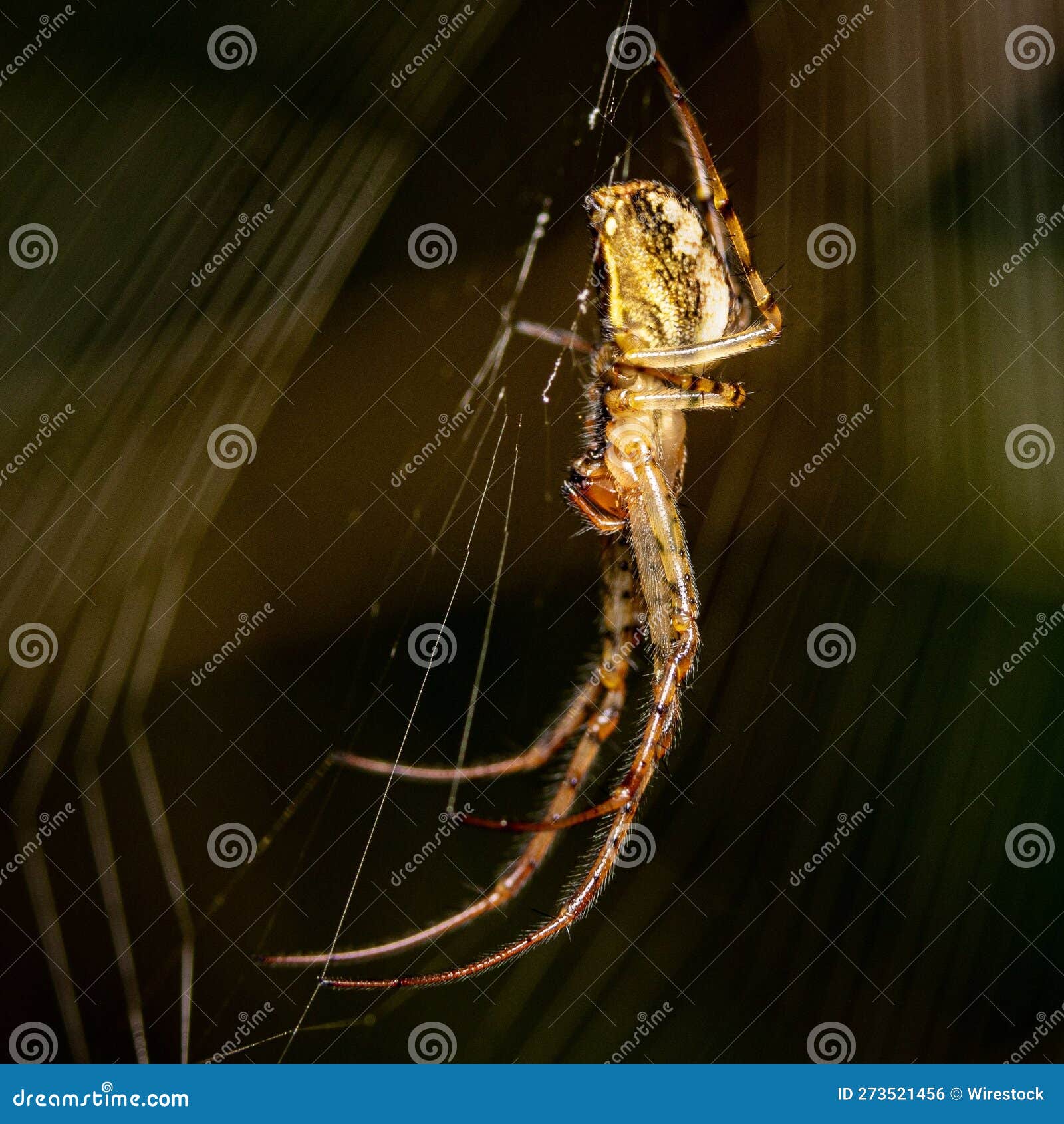 Closeup Shot of a Spider Suspended in Its Web. Stock Photo - Image of ...