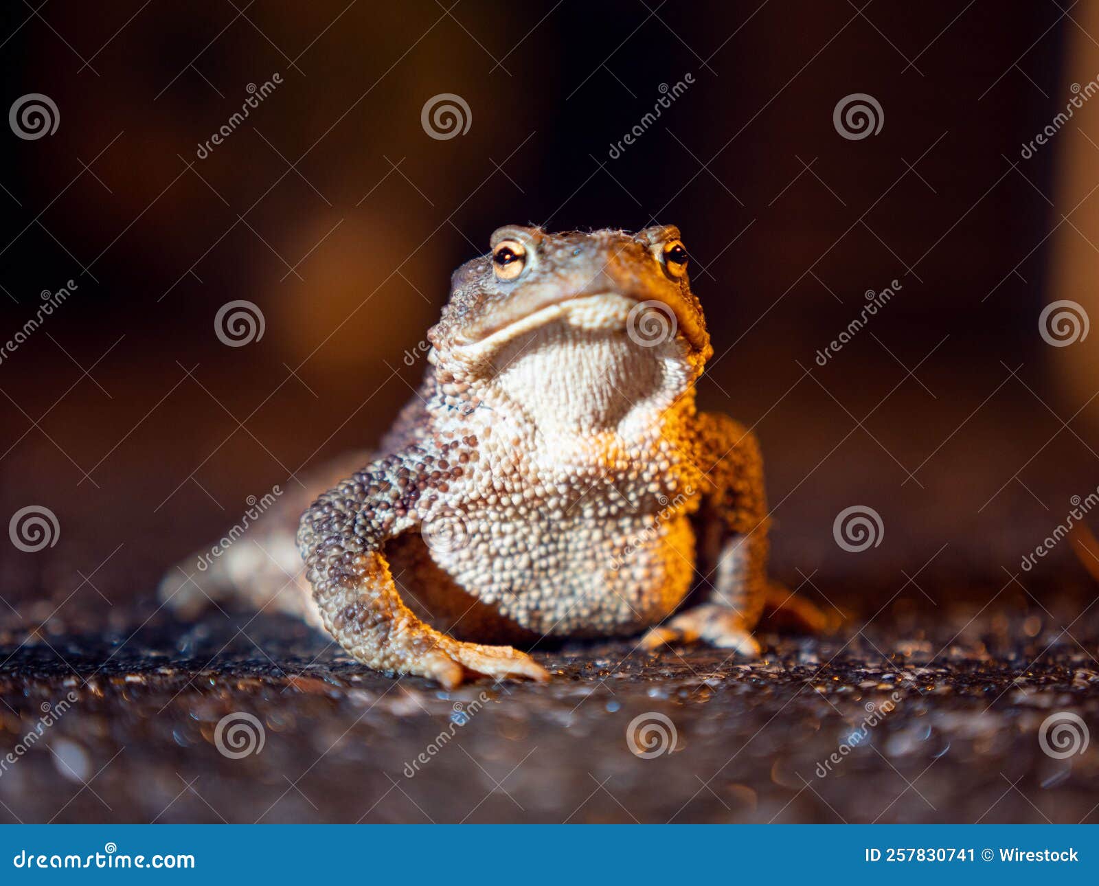 Closeup Shot of a Spiky Large Toad on the Floor Stock Image - Image of ...