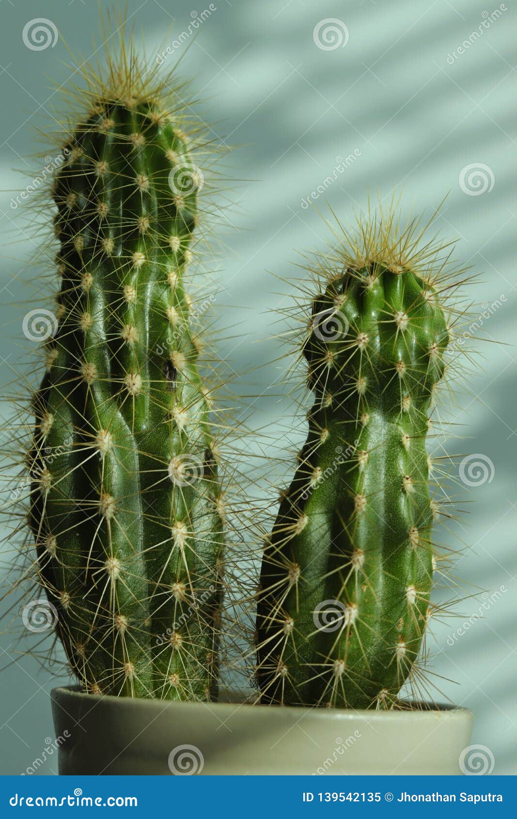 Spiky Sharp Thorn Cactus on a Pot. Stock Image - Image of natural ...