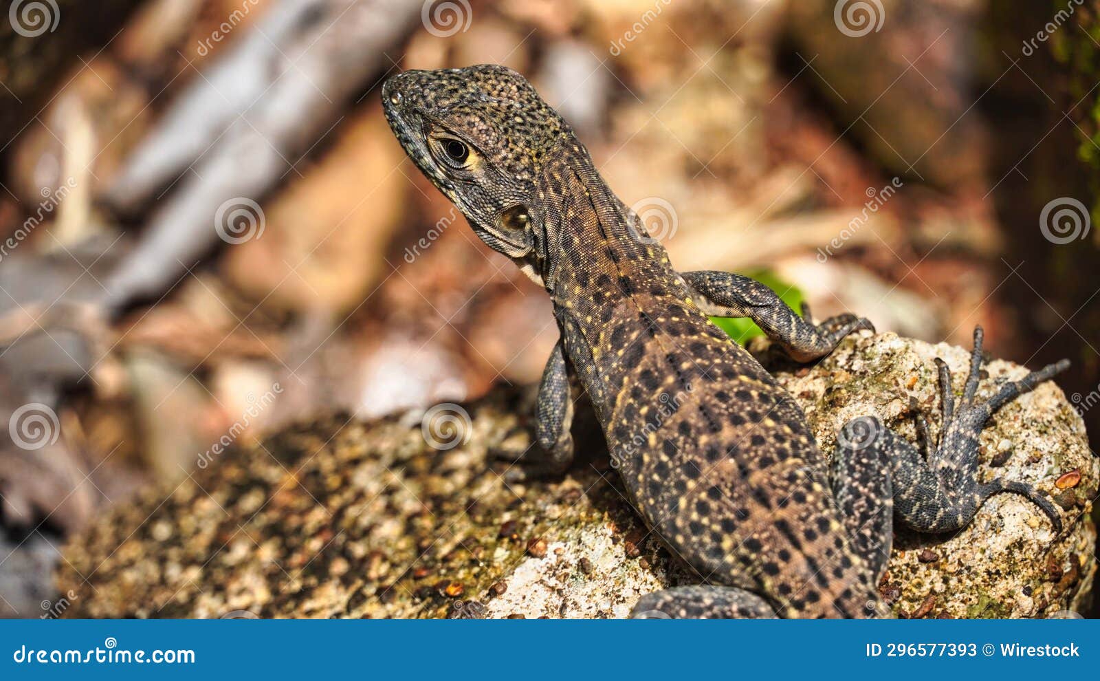 Closeup Shot of a Spotted Brown Lizard on a Rock Stock Image - Image of ...