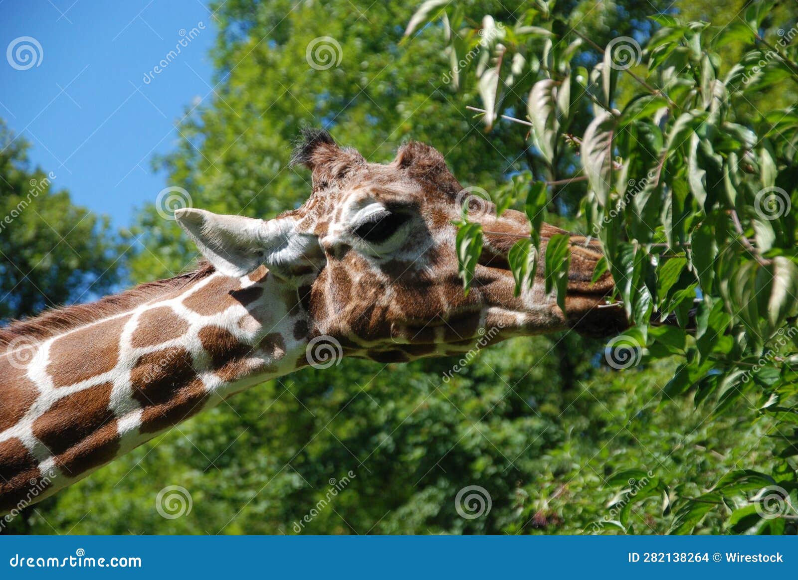 Closeup Shot of a Spotted Giraffe Chewing on a Tree Branch Stock Photo ...