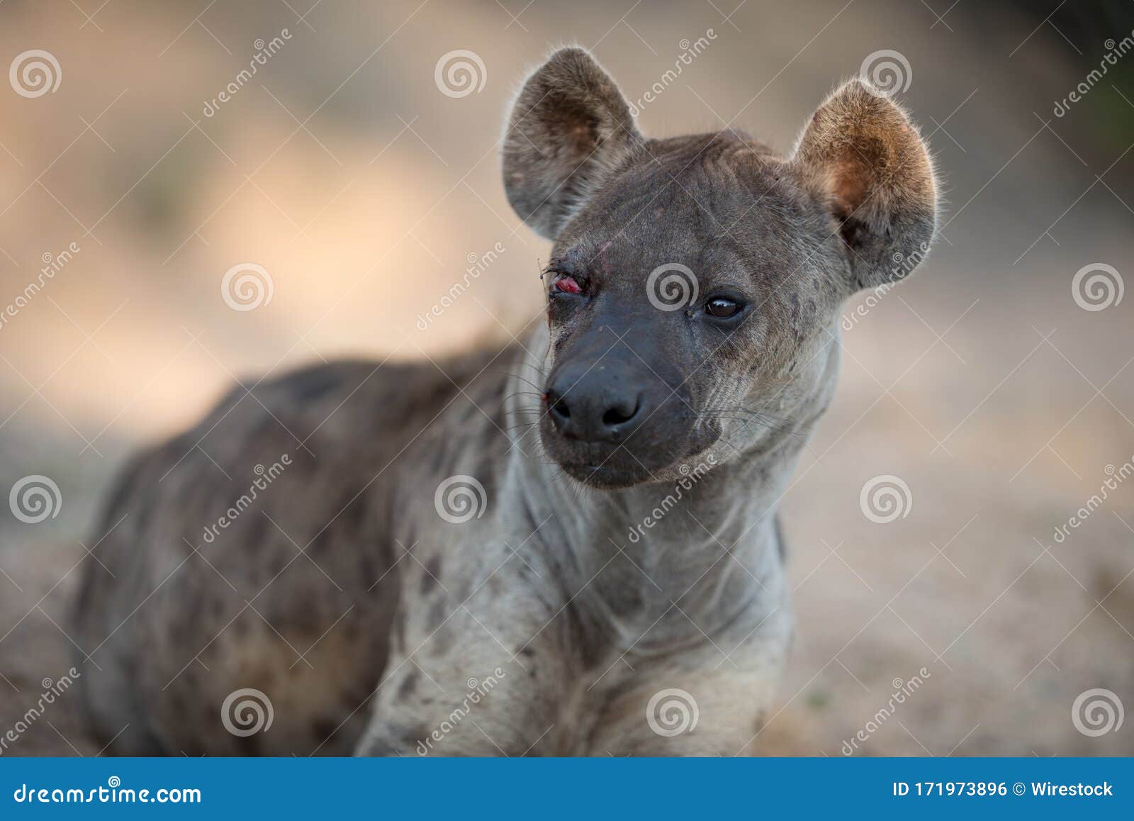 Closeup Shot of a Spotted Hyena with a Broken Eye Stock Photo - Image ...