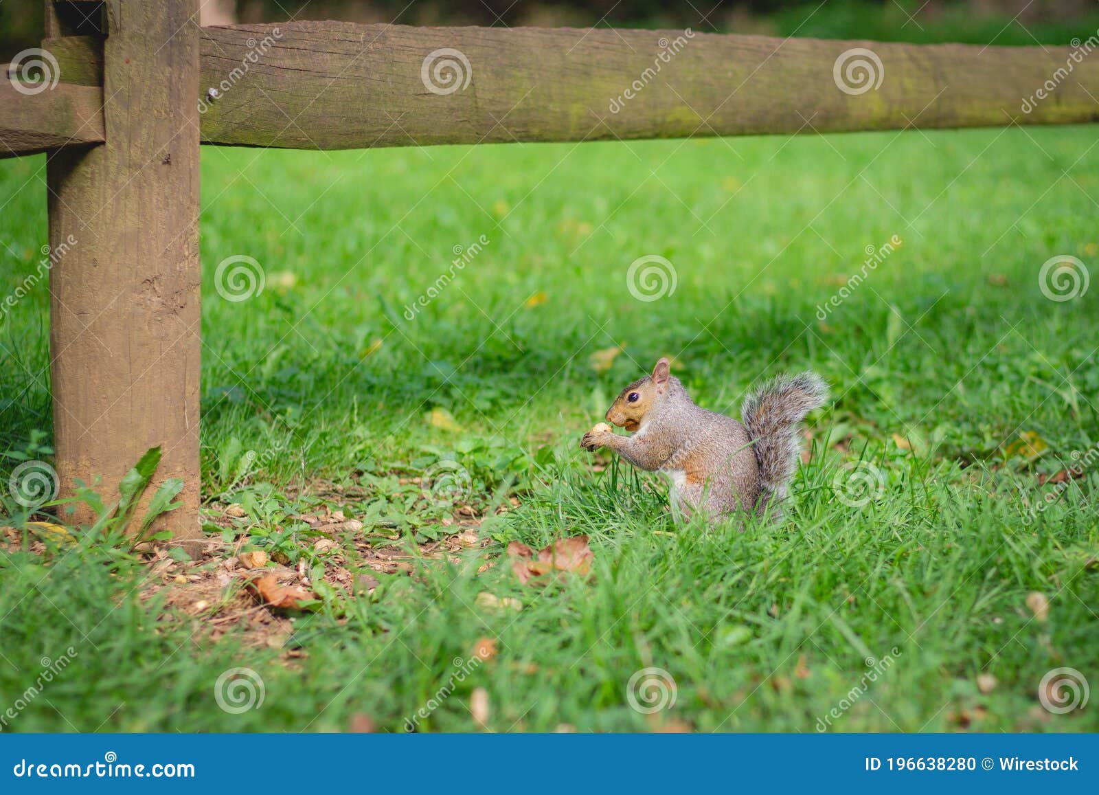 Closeup Shot of a Squirrel Holding a Nut while Standing on the Grass ...