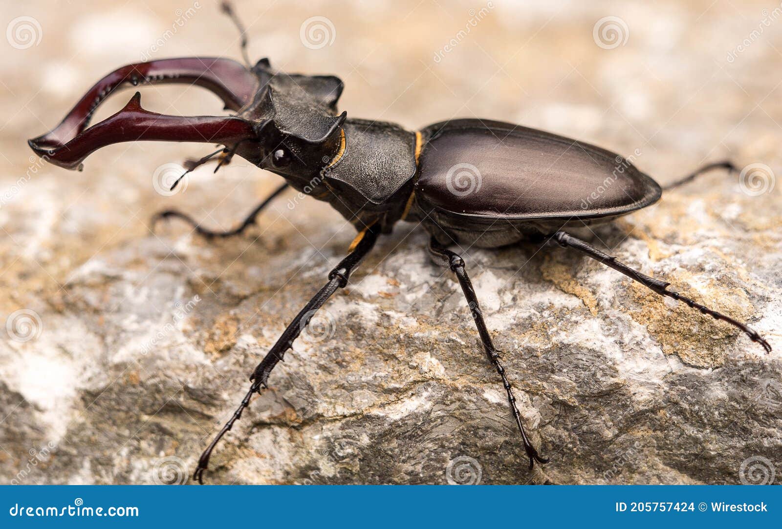 Closeup Shot of a Stag Beetle Walking on the Stone Stock Photo - Image ...