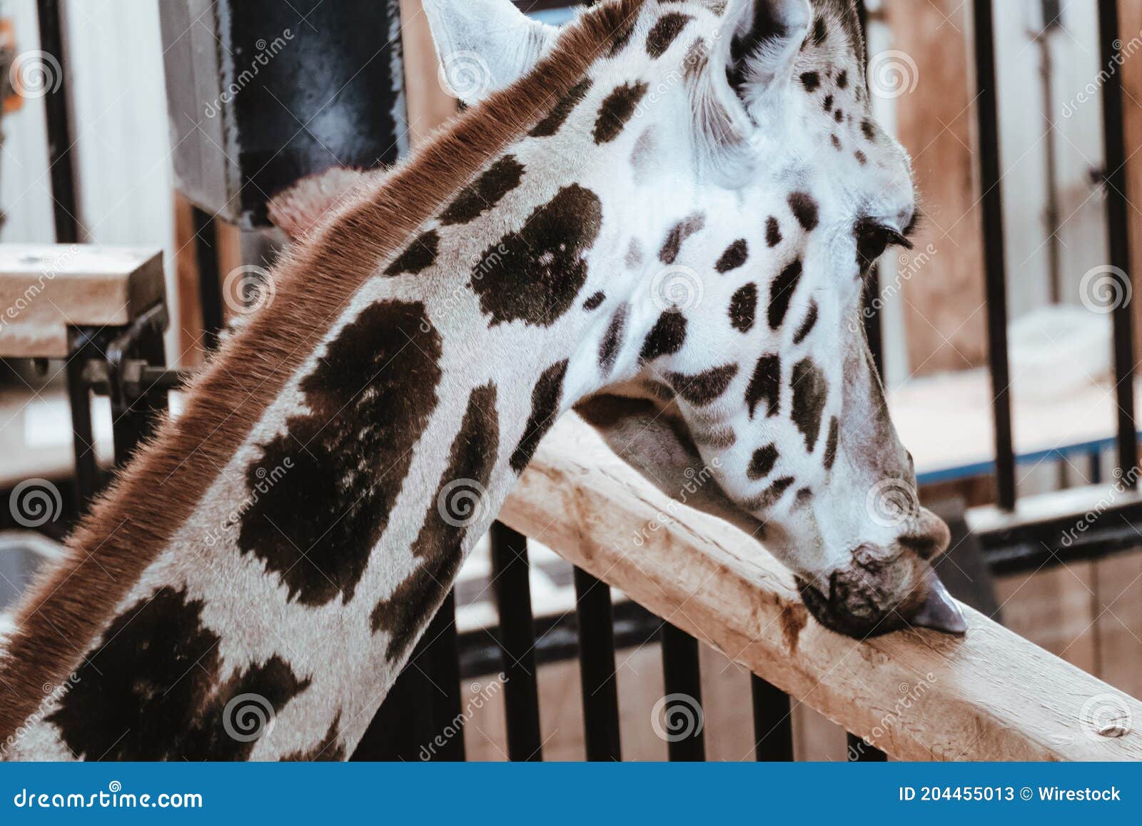 Closeup Shot of a on a Stall in the Zoo Stock Image - Image of pattern ...
