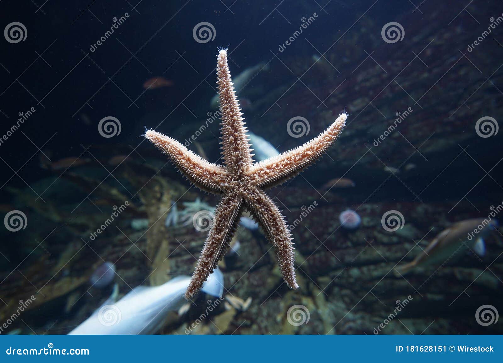 Closeup Shot of a Starfish Under the Sea Stock Image - Image of coast ...