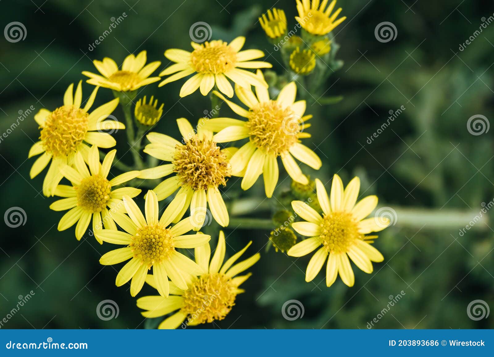 Closeup Shot of Stinking Willie Stock Photo - Image of game, food ...