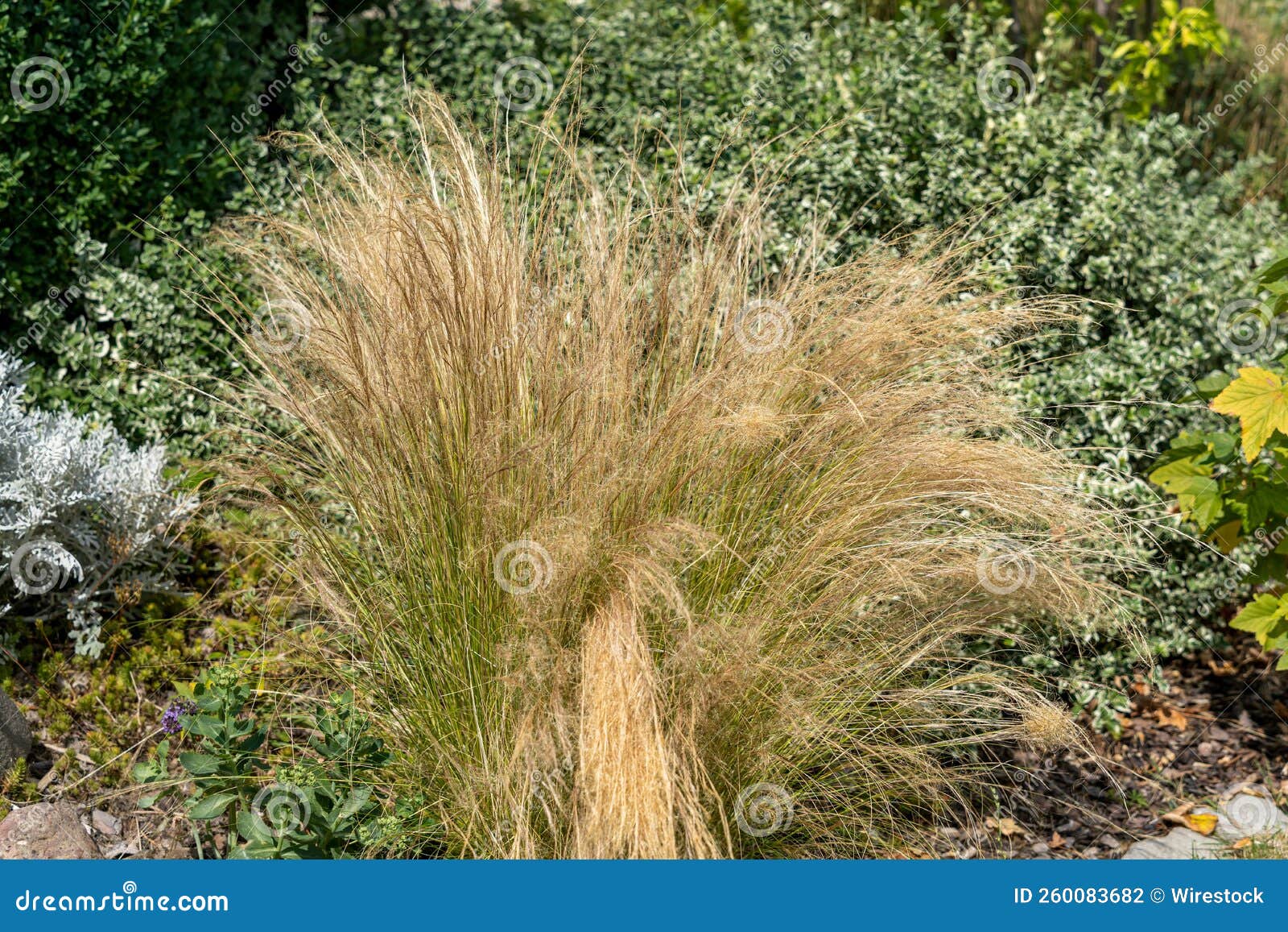 Stipa Capillata Rare Plant As Known As Feather, Needle, Spear Grass In ...