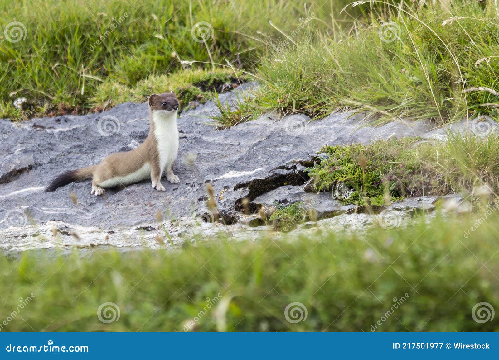 Closeup shot of a stoat stock image. Image of stoat - 217501977