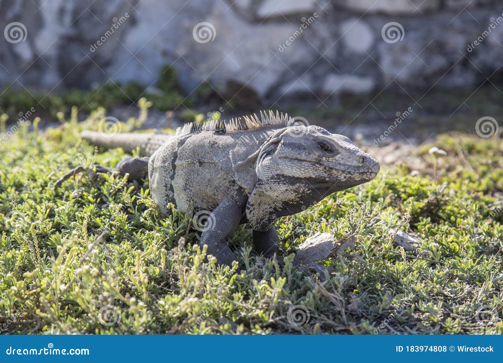 Closeup Shot of a Stone Lizard Statue on the Tulum Coast in Mexico ...