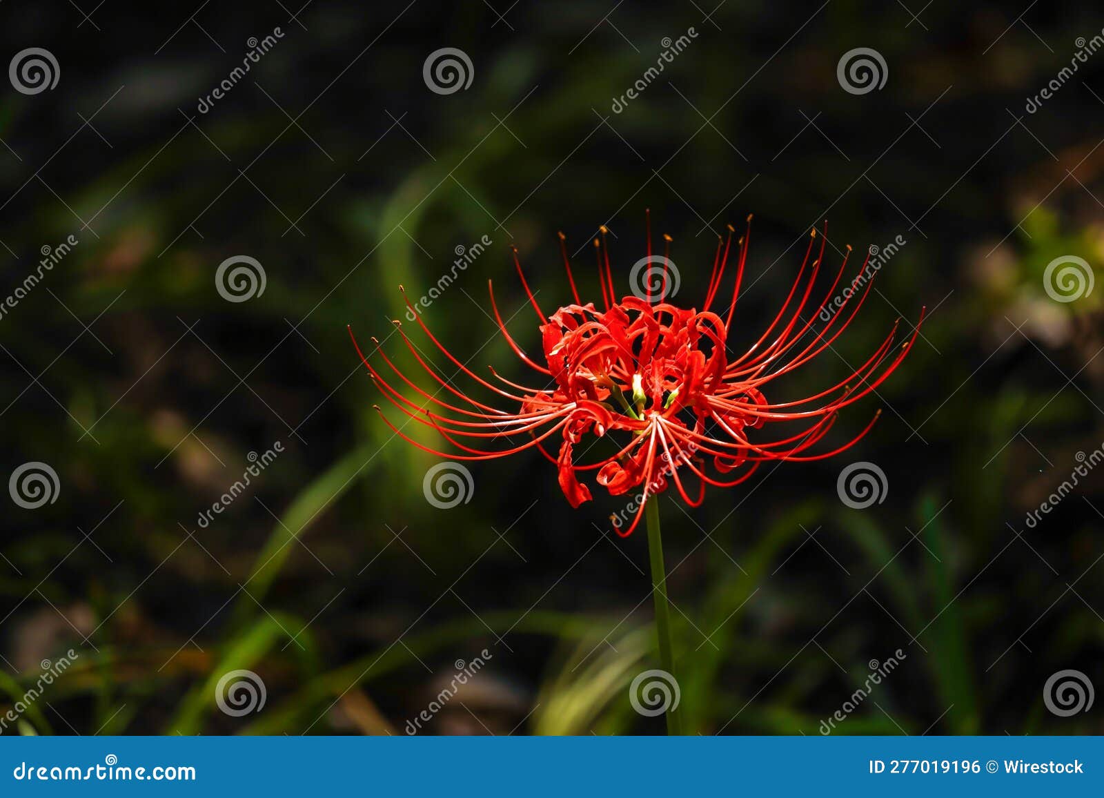 Closeup Shot of a Striking Red Spider Lily Flower Stock Photo - Image ...