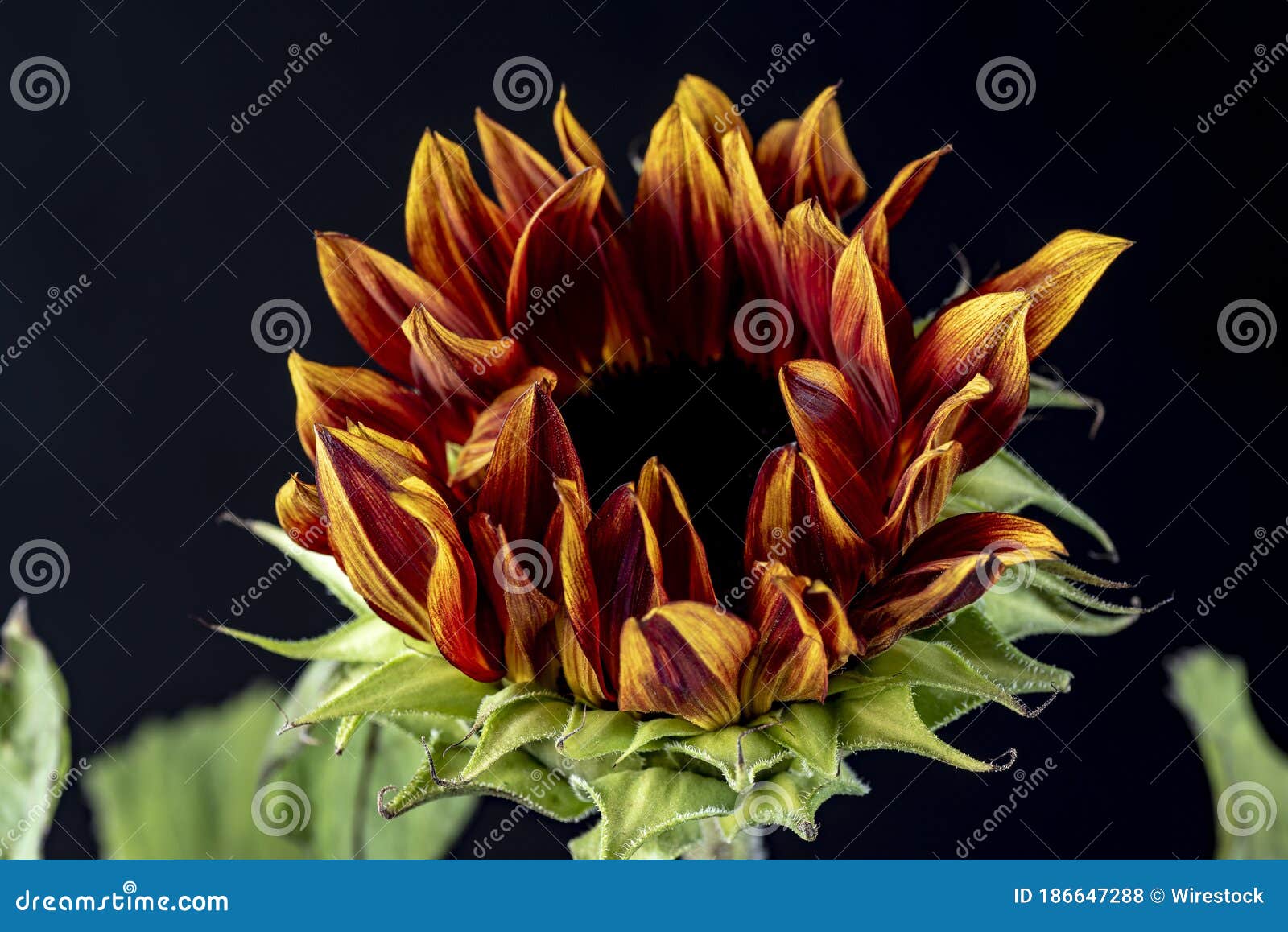 Closeup Shot of a Sunflower in the Dark Stock Photo - Image of colours ...