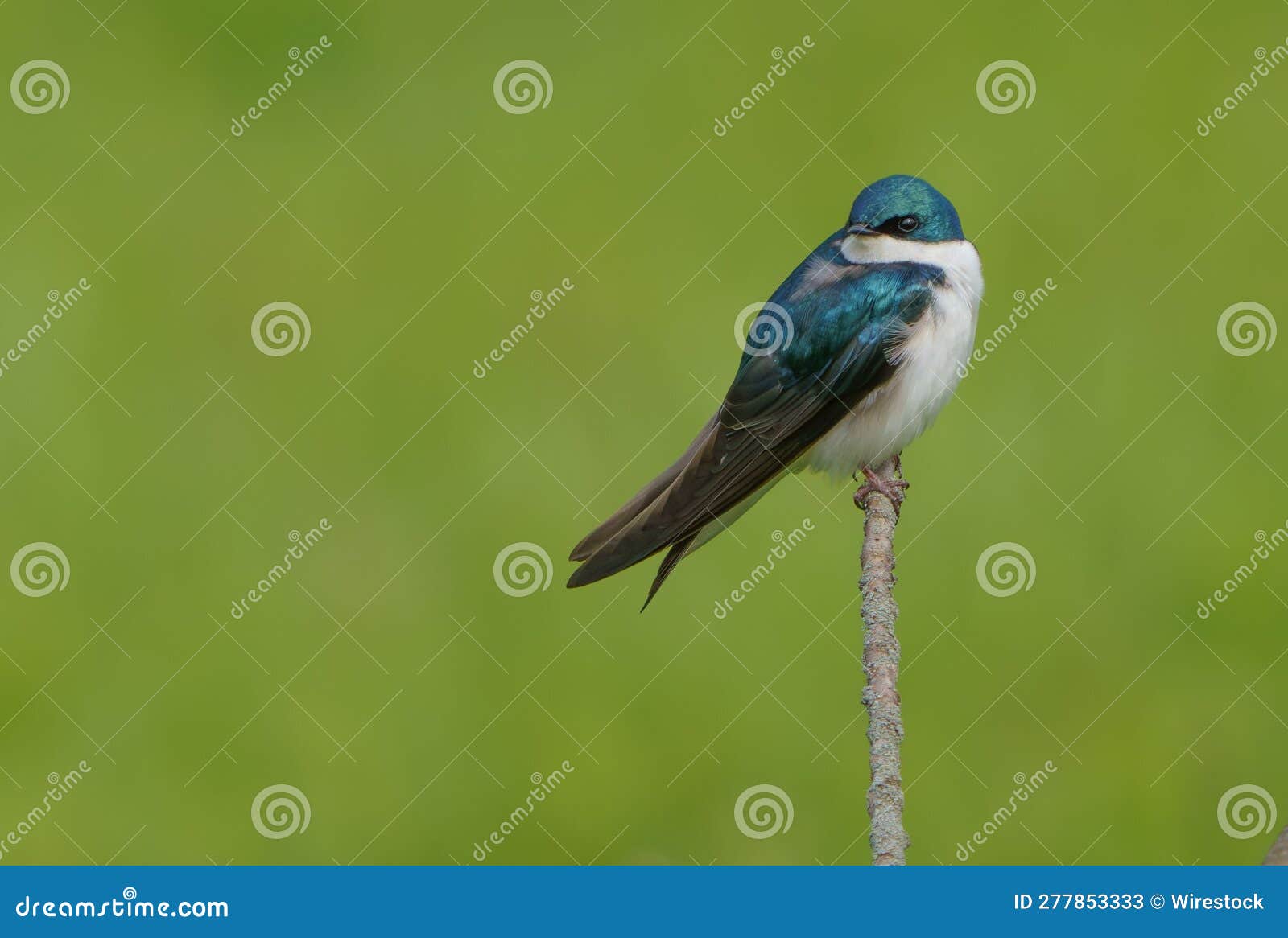 Closeup Shot of a Swallow Bird on a Tree Branch Stock Image - Image of ...