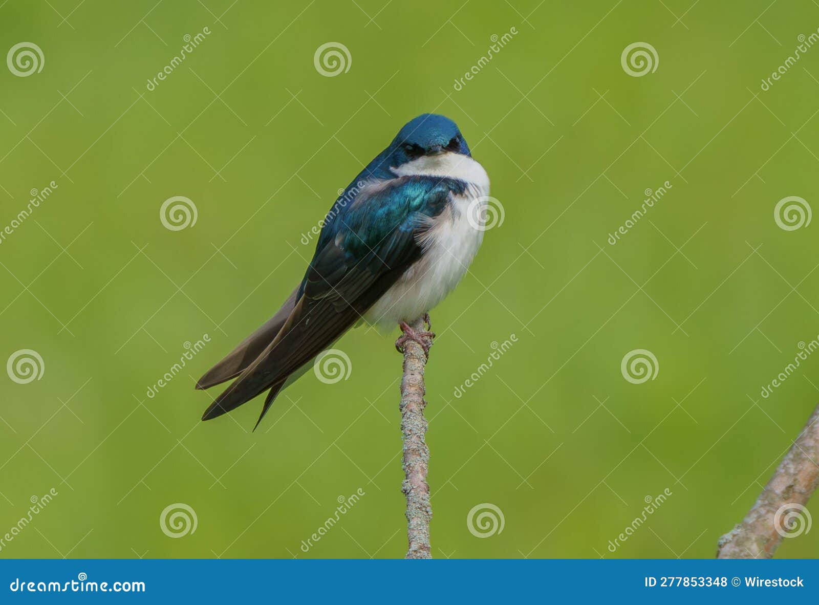 Closeup Shot of a Swallow Bird on a Tree Branch Stock Photo - Image of ...