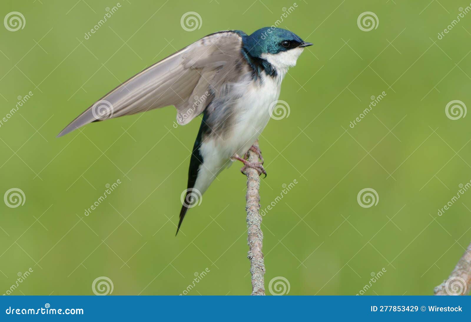 Closeup Shot of a Swallow Bird on a Tree Branch Stock Image - Image of ...