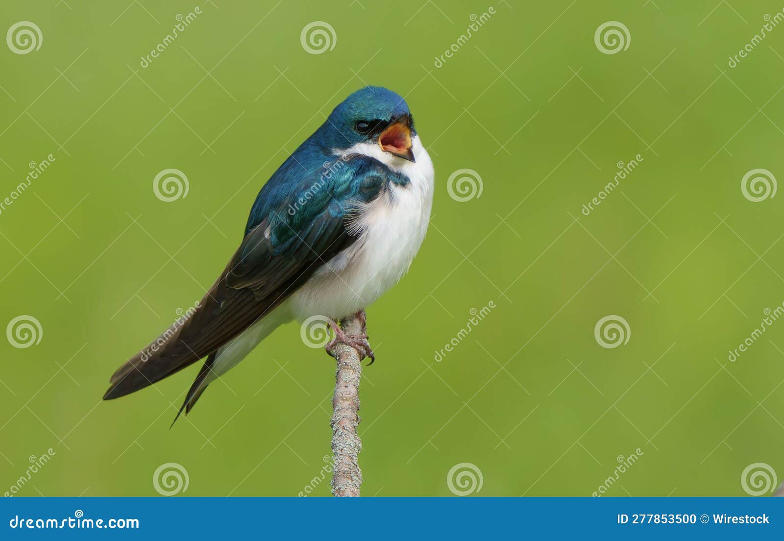Closeup Shot of a Swallow Bird on a Tree Branch Stock Photo - Image of ...