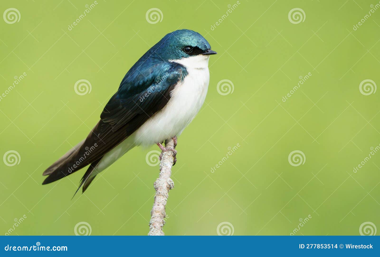 Closeup Shot of a Swallow Bird on a Tree Branch Stock Photo - Image of ...