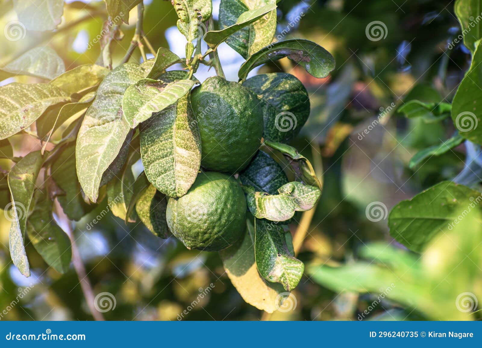 Closeup Shot of Sweet Lemon/Citrus Limetta Fruit Growing on Tree Stock ...