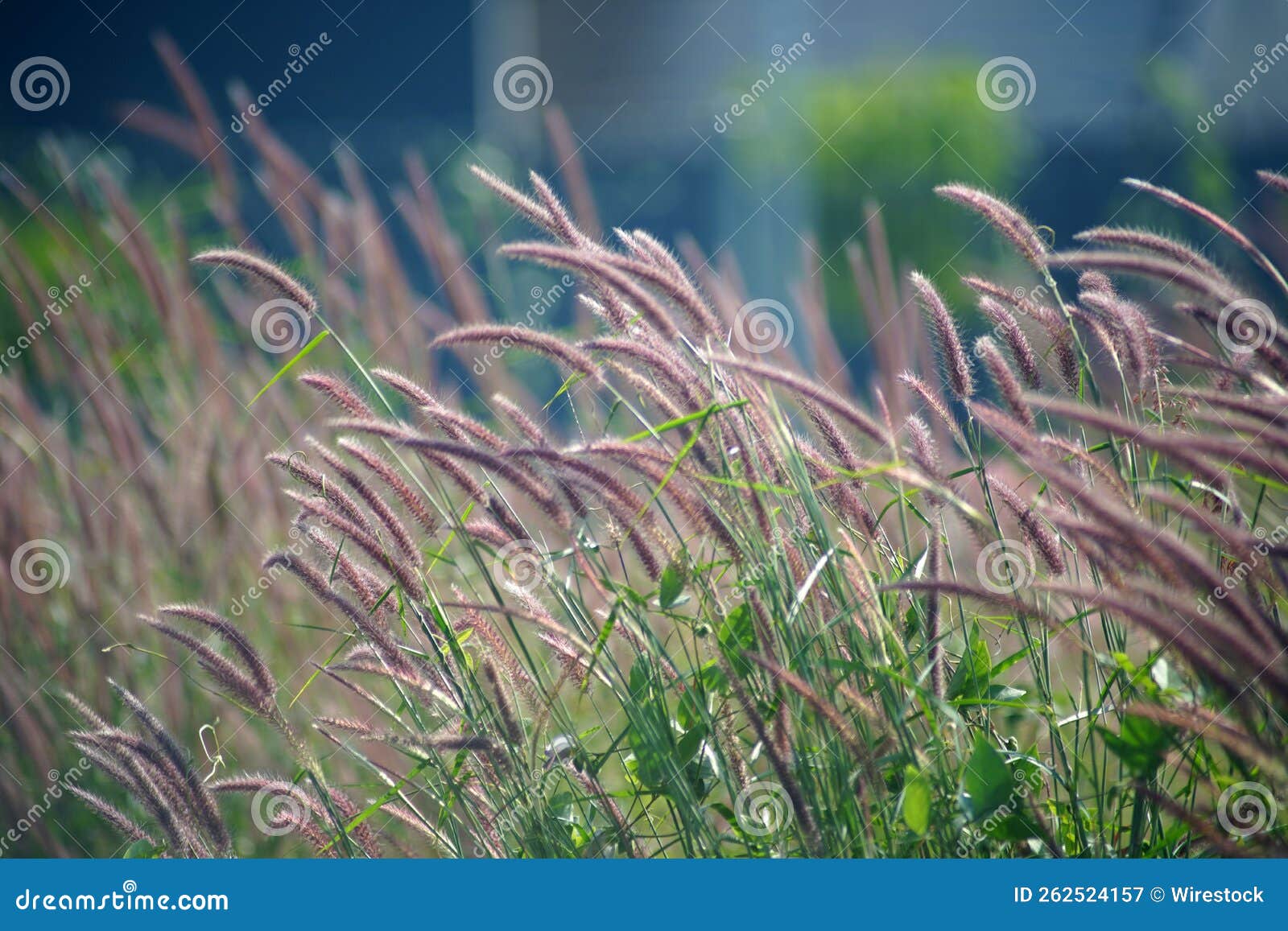 Closeup Shot of Sweetgrass in a Field Stock Image - Image of closeup ...