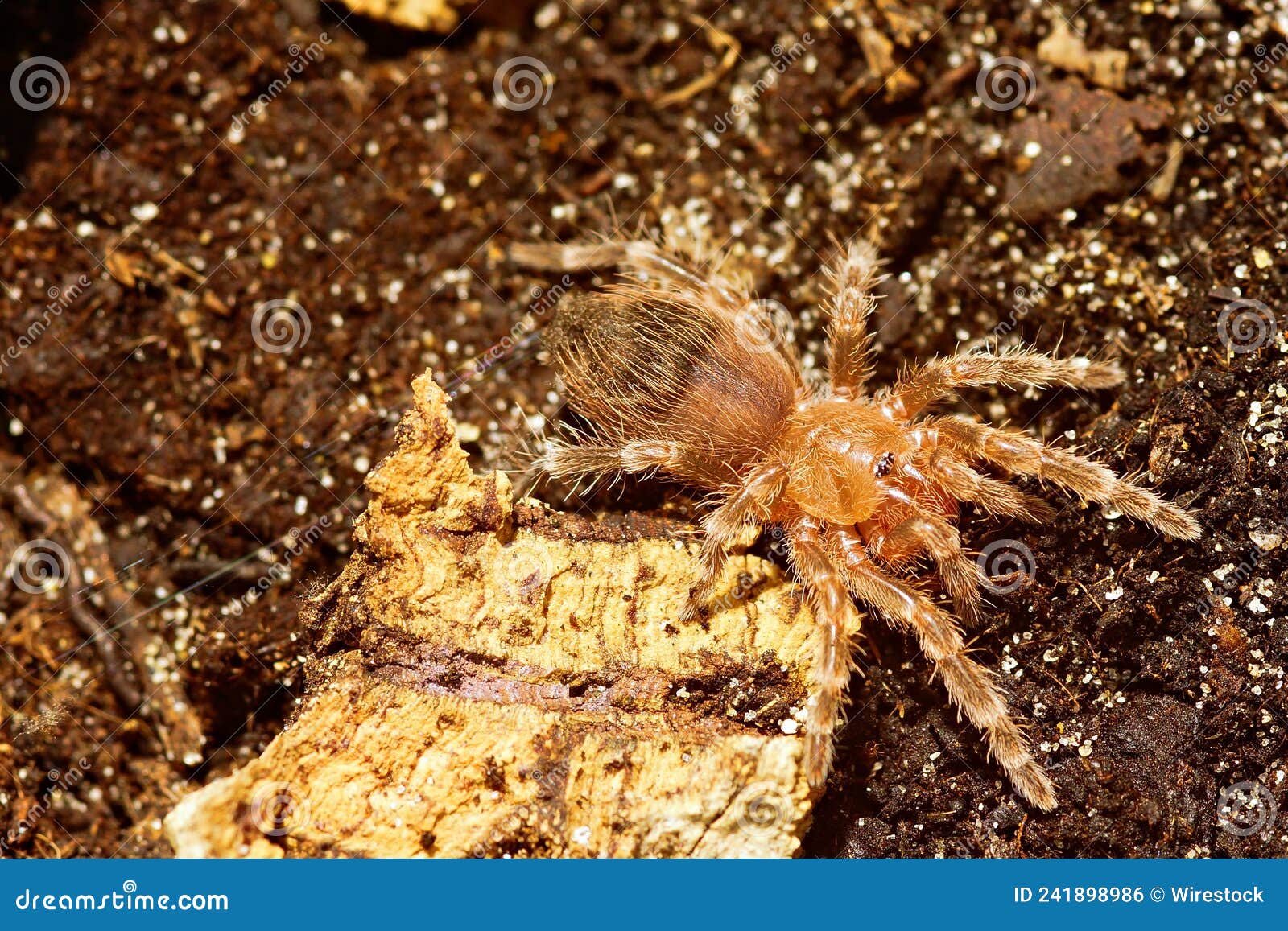 Closeup Shot of a Tarantula Spider on the Ground Stock Photo - Image of ...