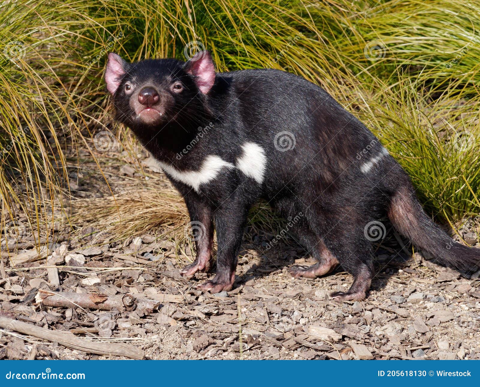 Closeup Shot of a Tasmanian Devil in the Forest Stock Photo - Image of ...