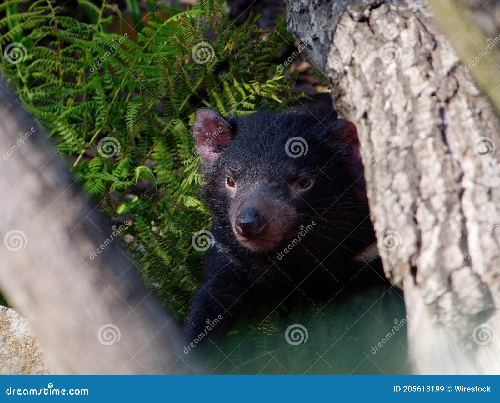 Closeup Shot of a Tasmanian Devil in the Forest Stock Image - Image of ...